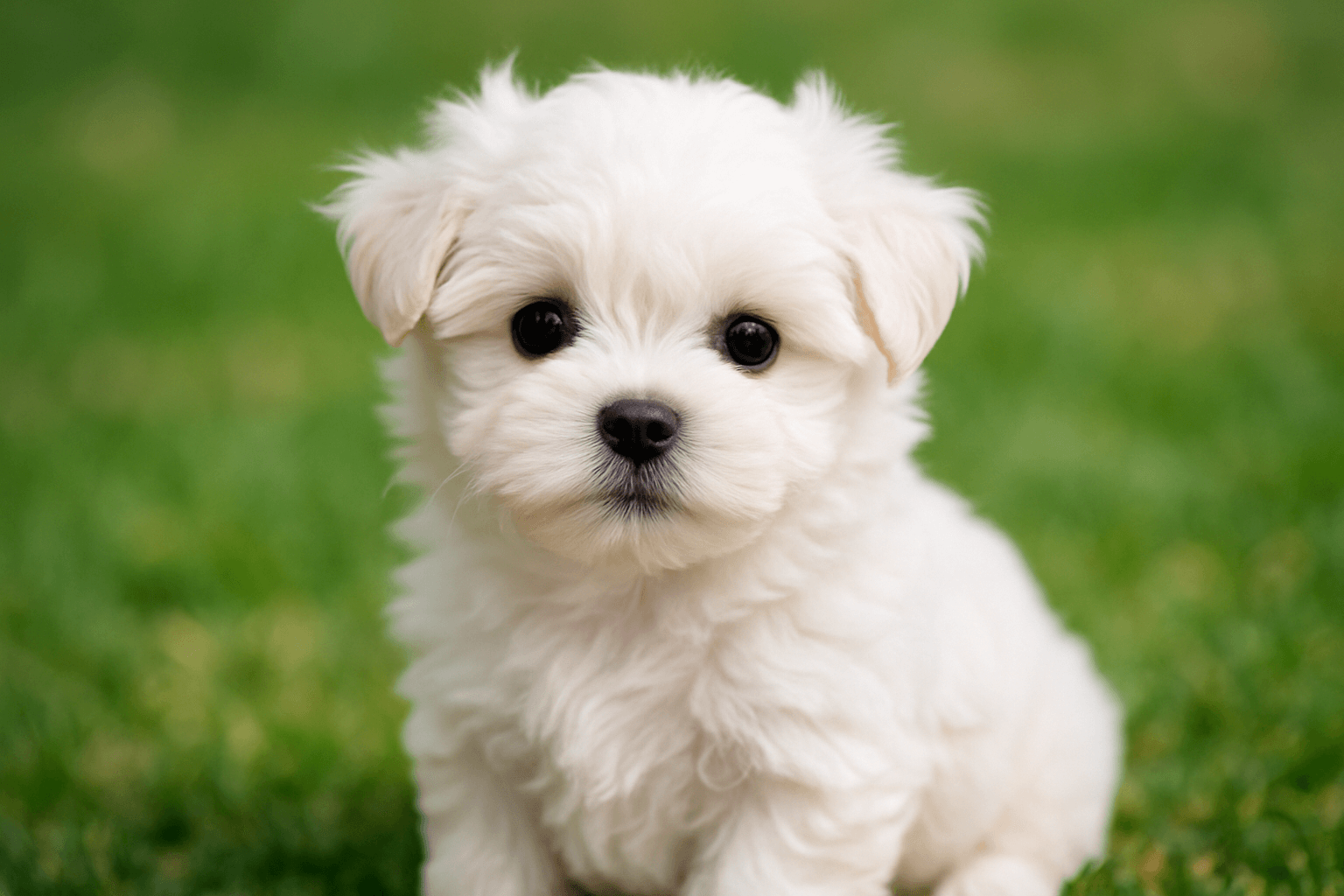 Maltese Dog Breed Information Including Average Size, Age and Country ...